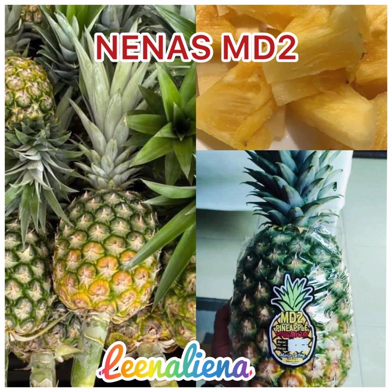 NENAS MD2 👉🏻 Nanas Md2 Premium ( MANIS ) anggaran berat 1.5-2kilo ...