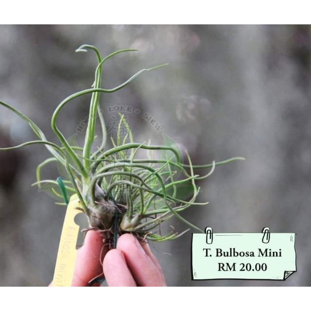Tillandsia T. Bulbosa Mini ( Airplant) | Shopee Malaysia