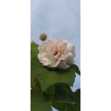 pokok bunga raya 3 warna mutabilis (laki pukul bini) | Shopee Malaysia