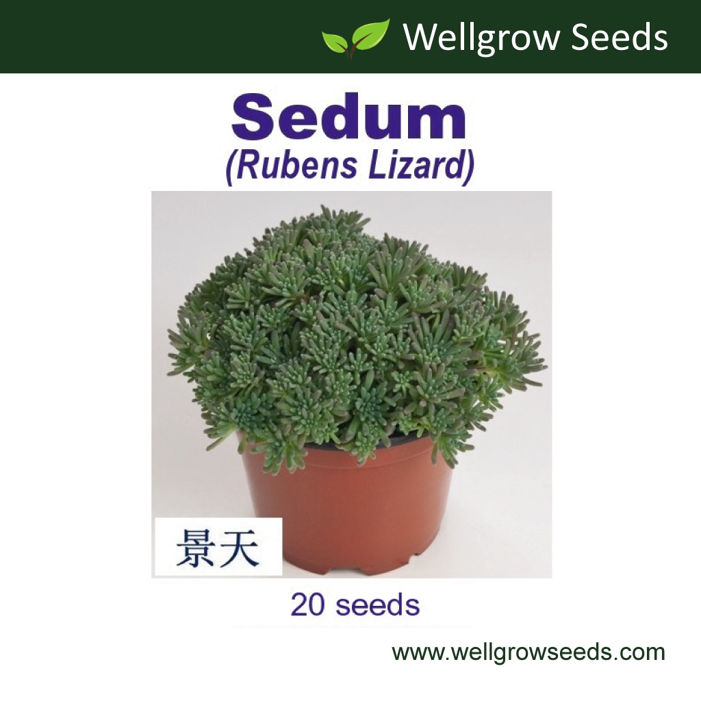 Succulent Seeds: Sedum Rubens Lizard (20sds) 肉质种子 Biji Benih Sukulen ...