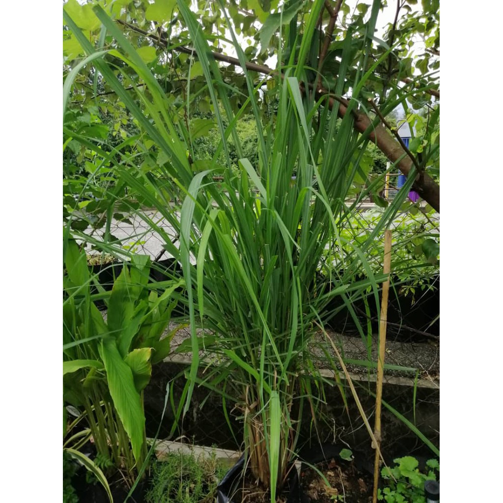 POKOK SERAI WANGI BATANG MERAH / SERAI WANGI ASLI / POKOK SERAI WANGI ...