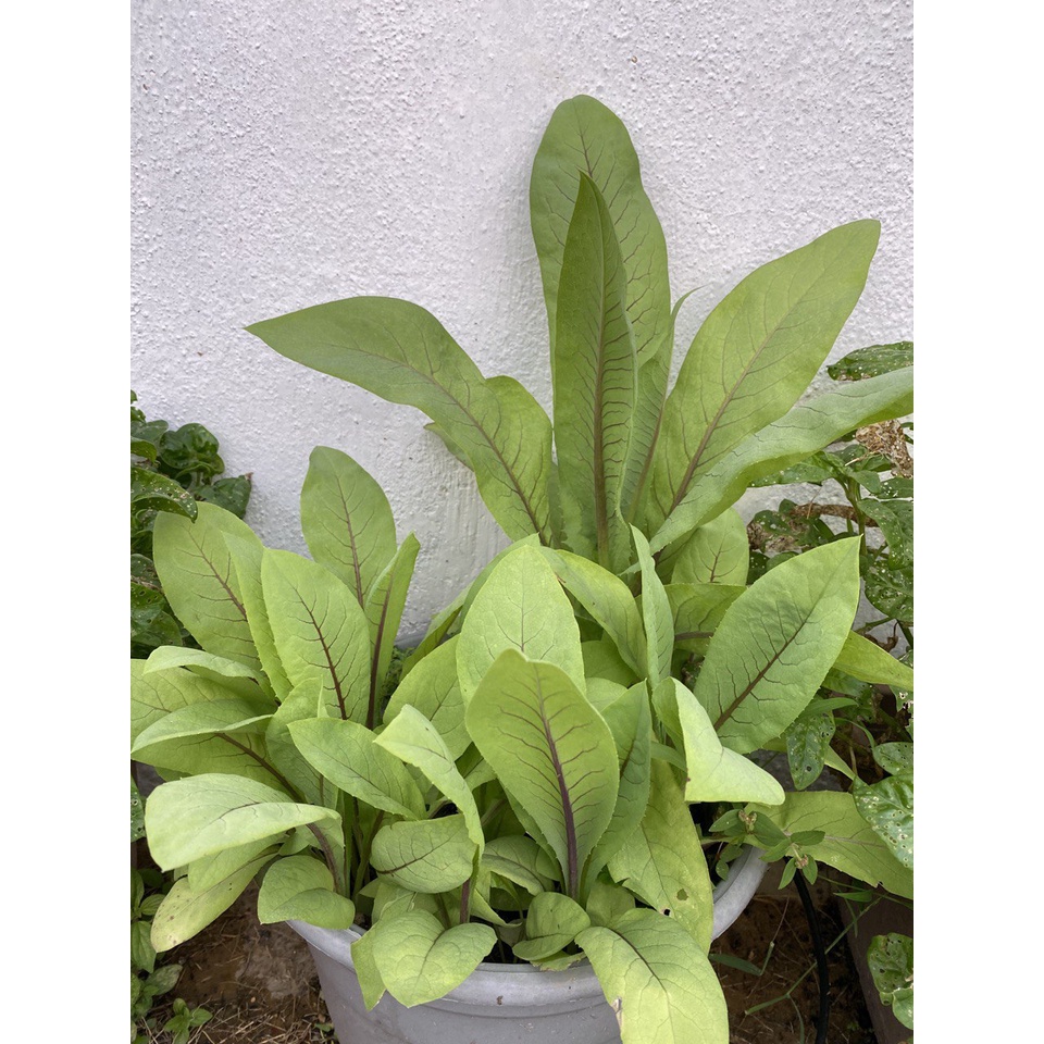 Mak Choy(Fu Mak Choy) (daun Purple) | Shopee Malaysia