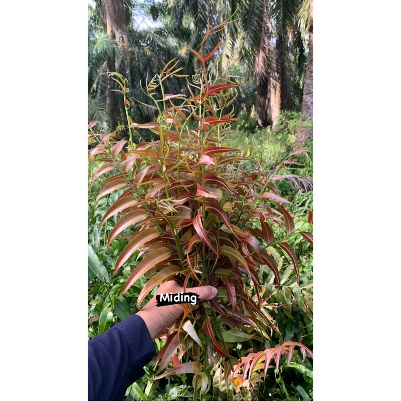 Pokok Midin Merah Dalam Polibeg Besar FREE Sabun lulur Herba Badan ...