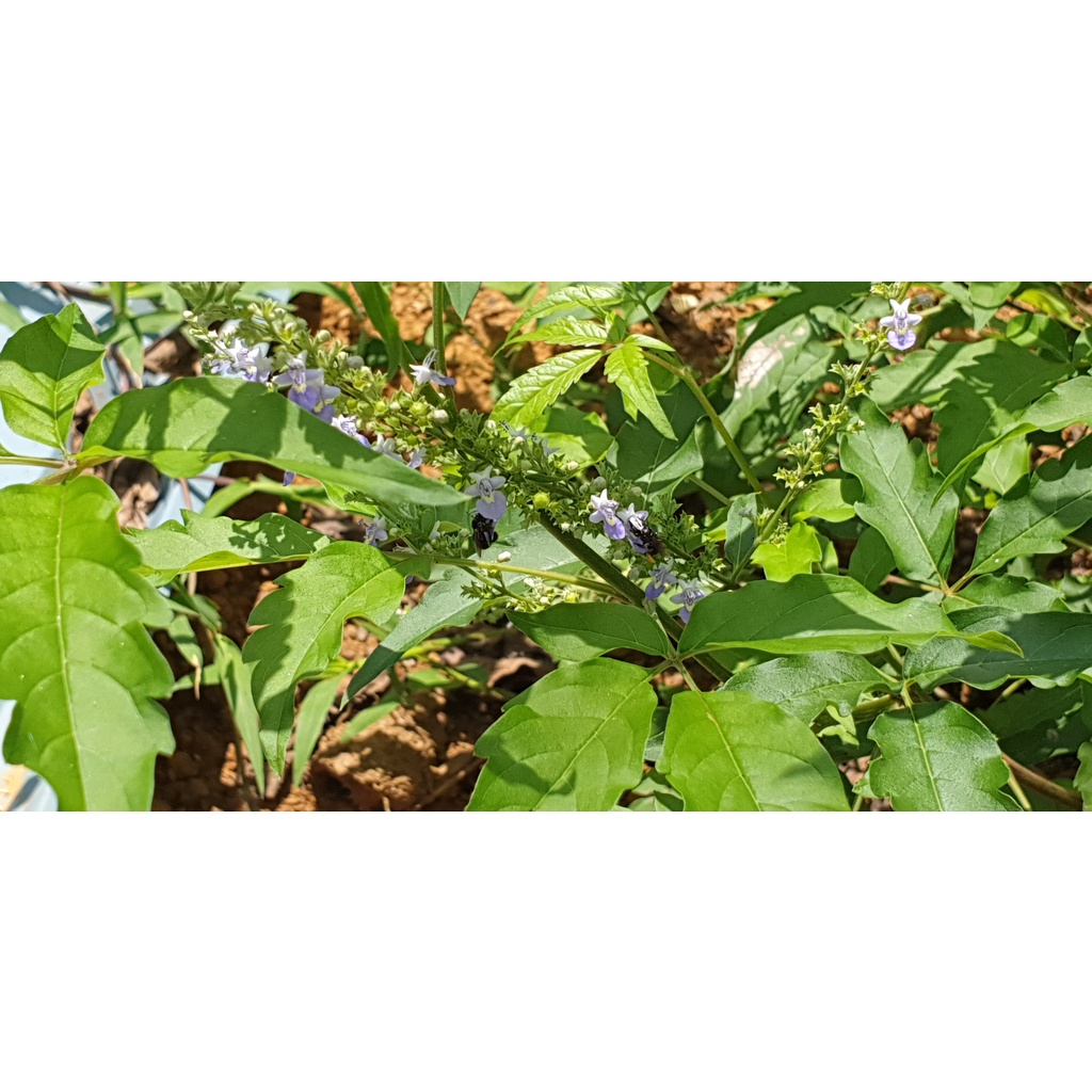 keratan batang Vitex 5 leave x 5, Vitex Negundo Plant, pokok bunga ...