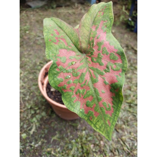 Butterfly Caladium ( Anak Keladi) | Shopee Malaysia