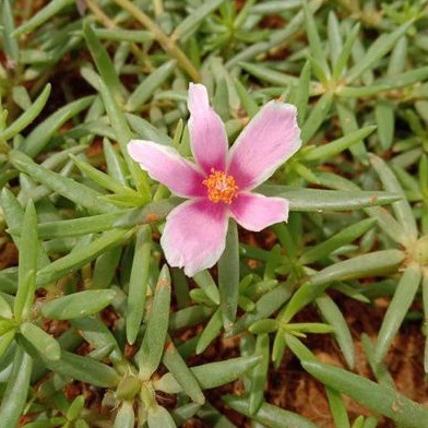 GRANDY TWINKLE • ROSE JEPUN • JAPANESE ROSE • BUNGA JARI LIPAN | Shopee ...