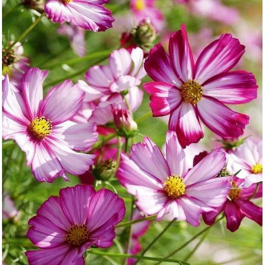 BIJI BENIH BUNGA COSMOS SENSATION PICOTEE(10 SEEDS) | Shopee Malaysia