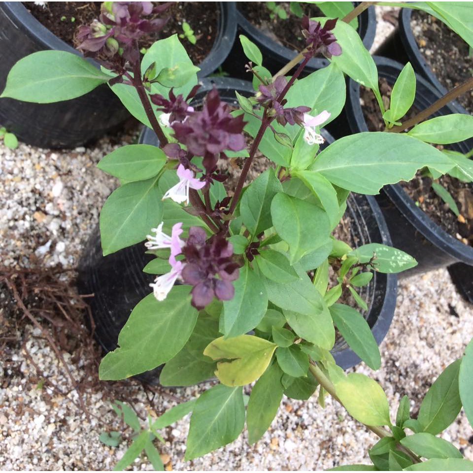 ANOR - Thai basil plant Sapling/Anak pokok Selasih Thai | Shopee Malaysia