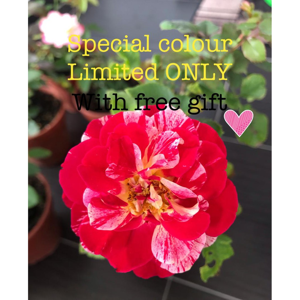 Pokok Bunga Mawar/Rose Plant Special Colour V | Shopee Malaysia