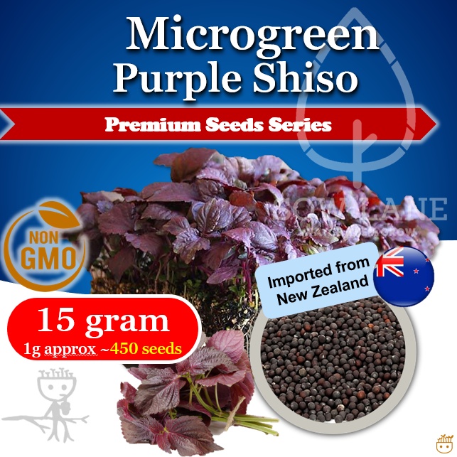 Purple Shiso Salad Microgreen Seeds Non GMO (Imported from New Zealand ...