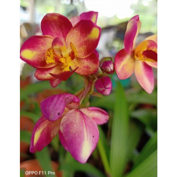 Orkid Pinang Pelbagai Warna Saiz Kecil (SILA BACA DESCRIPTION) | Shopee ...