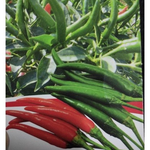 Cili PADI pedas / bird eye / cili burung Thailand 20biji benih | Shopee ...