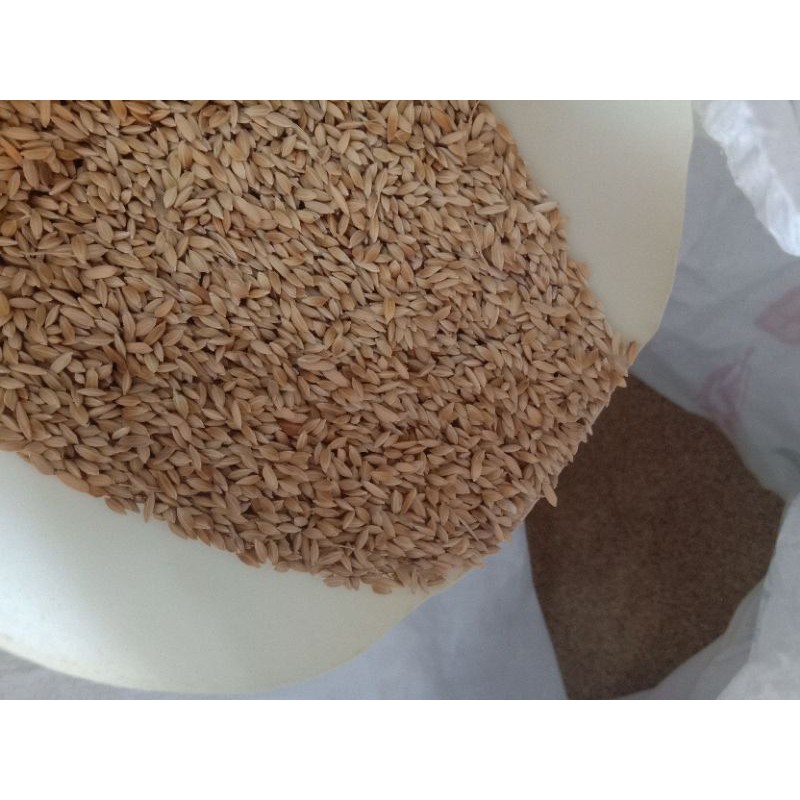 (PADI BURUNG SIAM 1KG)PADI BURUNG SIAM ketitir/merbok/tekukur /padi ...