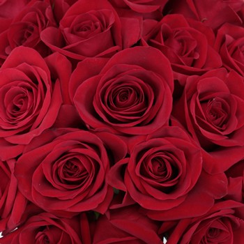 Fresh Flower from Cameron Highlands - Fresh Cut Rose x 20 stems ...