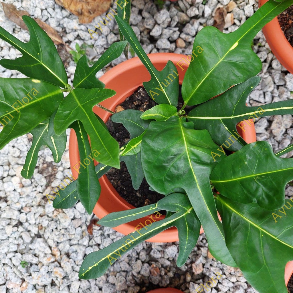 Pokok Puding / Croton / Puding Kampung / Local / Mangkuk / Outdoor ...