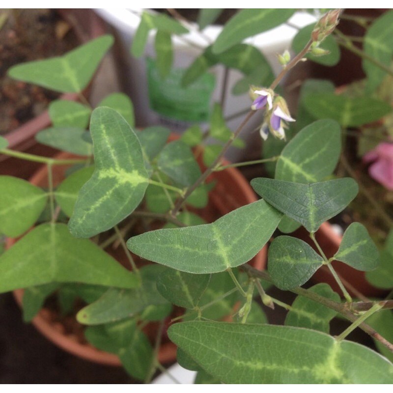 POKOK RERAMA @ Mariposa Christia Vespertillonis BERKHASIAT danPENAWAR ...