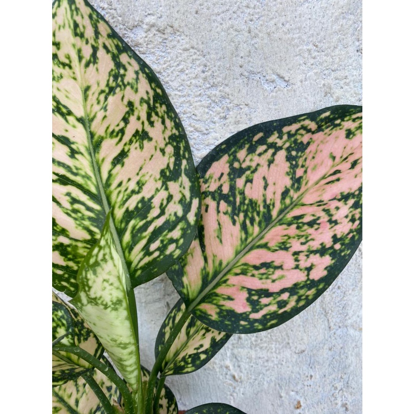 Aglaonema Etta Rose. 艾琳. 广东万年青. [LIVE PLANT] | Shopee Malaysia