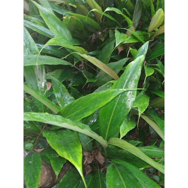 Pokok serai acheh/ jambi/ tepus wanggi 3 pokok tanpa tanah | Shopee ...