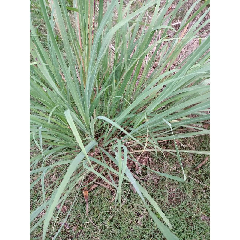 Seedling edible plant lemongrass/ Serai | Shopee Malaysia