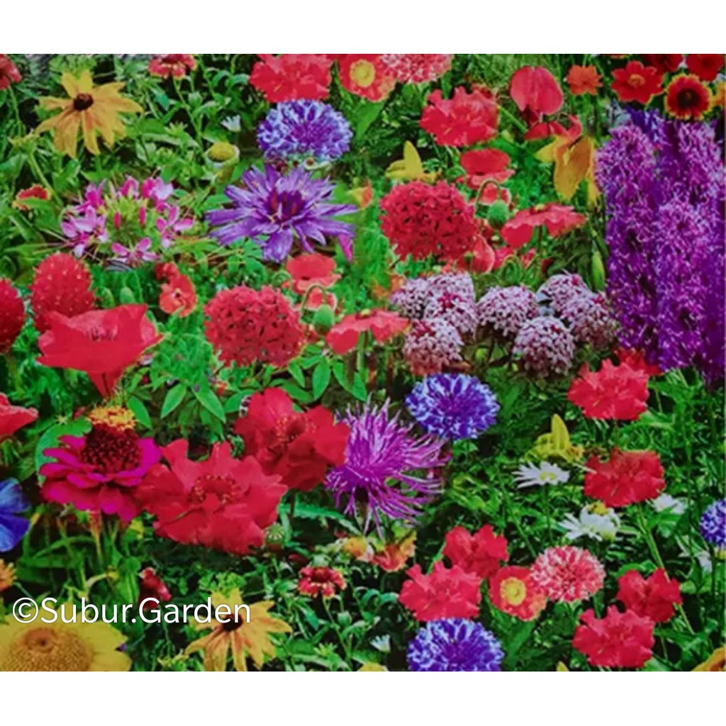 (4) Home Gardening MIX Flower Seed Series Flower Seed Wildflower ...