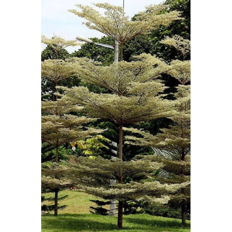 Budica Batik/Pokok Doa | Shopee Malaysia