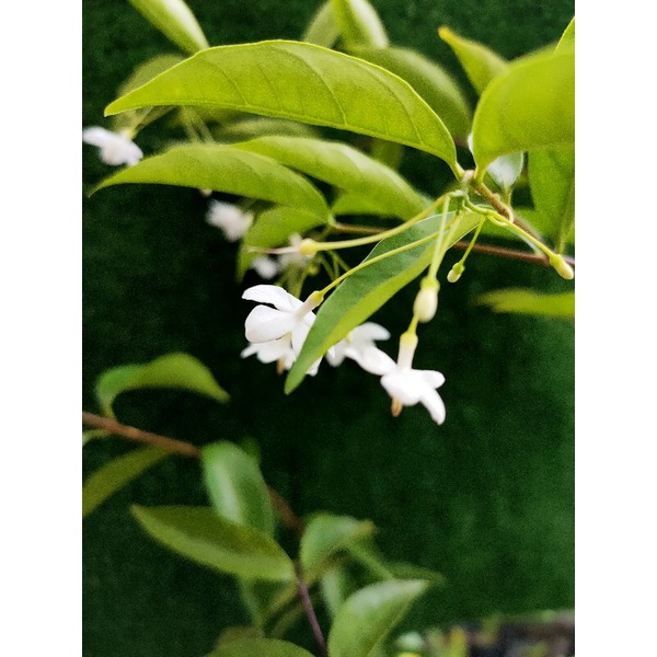 Seed#Water Jasmine Flower Seed#Benih Bunga Jeliti#Anting Putri#水梅种子 ...