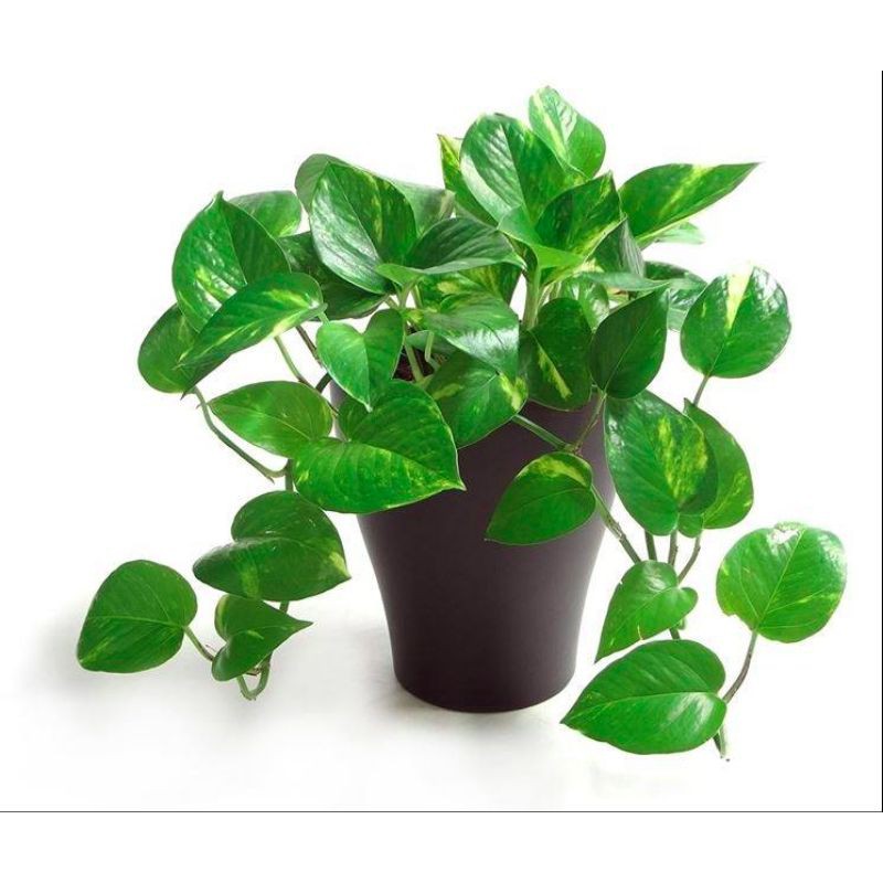 Pokok Money Plants (Indoor Plants) | Shopee Malaysia