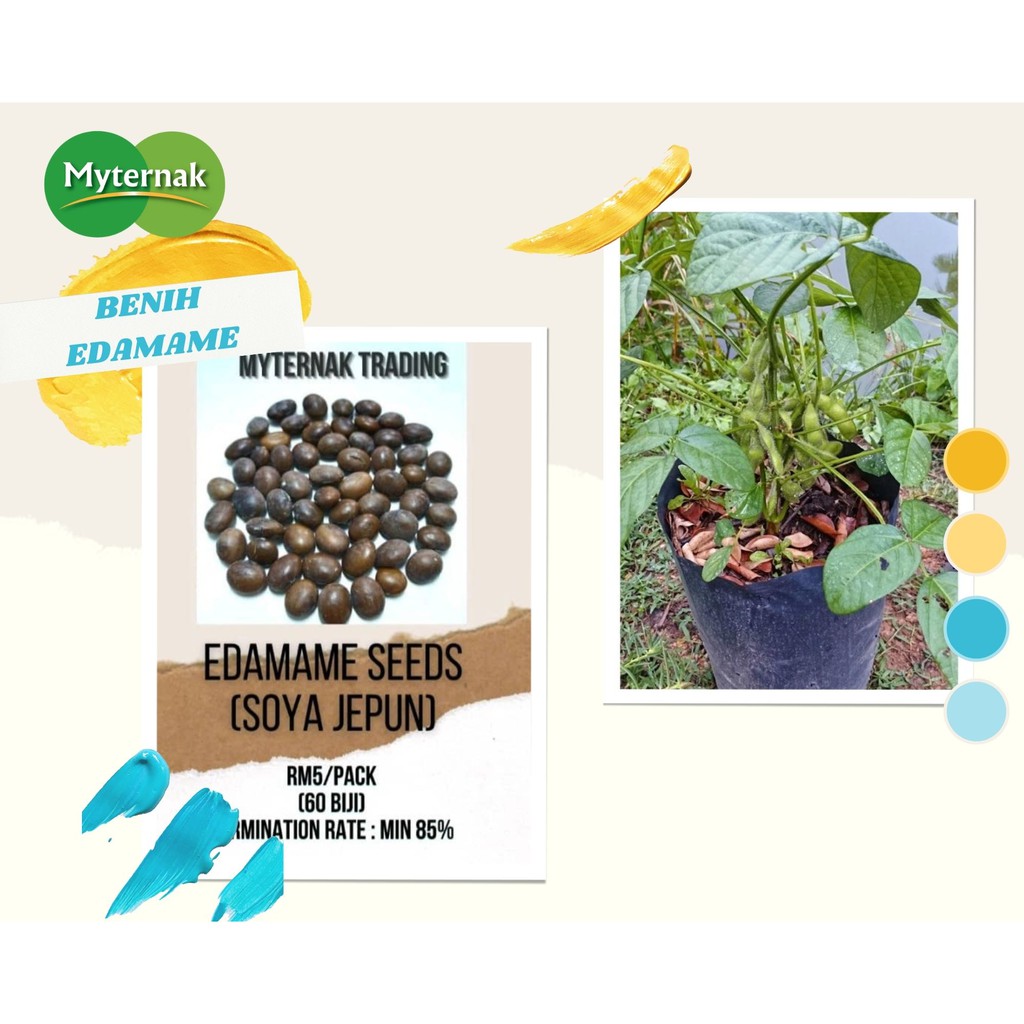 BENIH EDAMAME MYTERNAK 60 BIJI | Shopee Malaysia