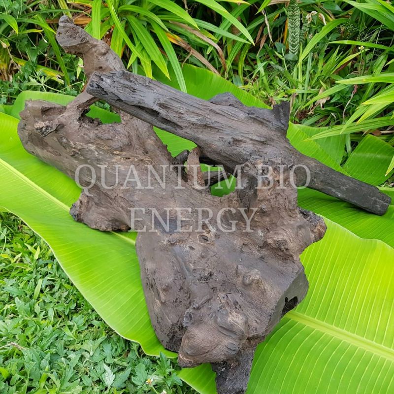 Teras Penawar Hitam (Tunggul Akar) Khasiat Ampuh / 100% Asli / Stock ...