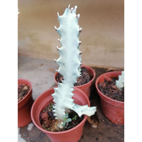 🔥HOT CACTUS 🔥 KERATAN POKOK KAKTUS KECIL PUTIH WHITE CACTUS TANPA PASU ...
