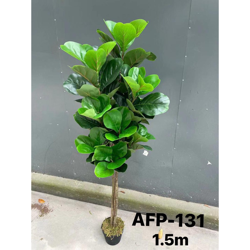 Fiddle Fig Plant / Pokok KetapANG HOME DECORATION FICUS LYRATA PLANT ...