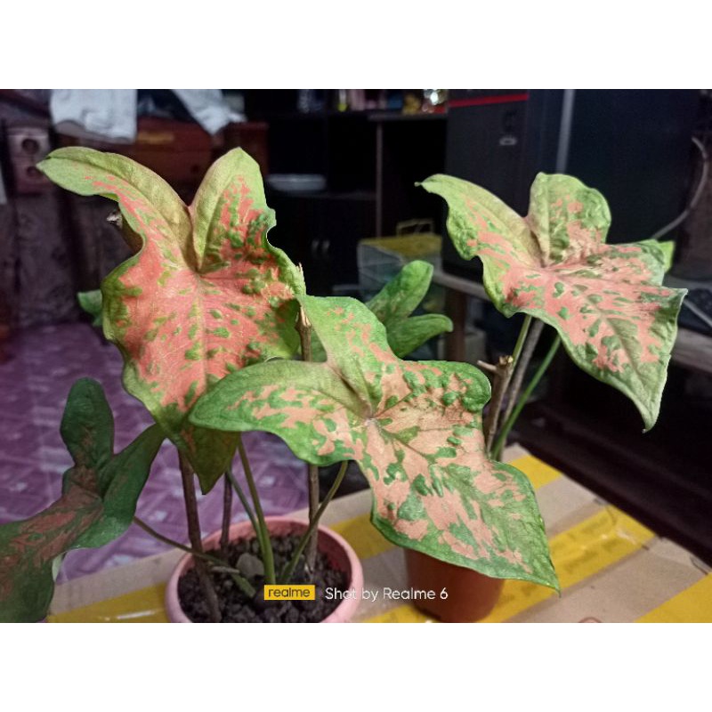 Keladi Rama Rama / Caladium Butterfly | Shopee Malaysia