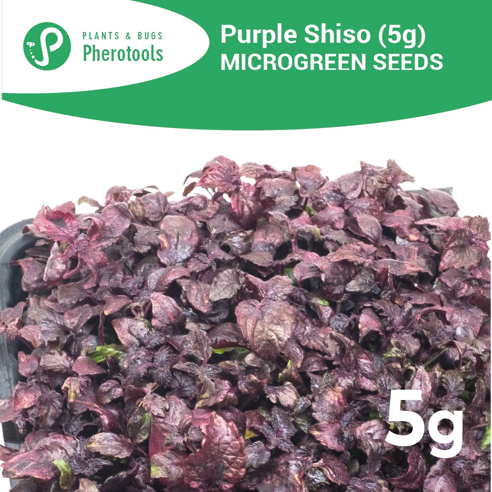 Purple Shiso Microgreen Seeds Benih (5g) - Grow your own superfood ...
