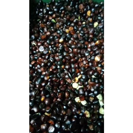 Buah kerdas atau genuak muda tua sekali kulit 300 gram | Shopee Malaysia
