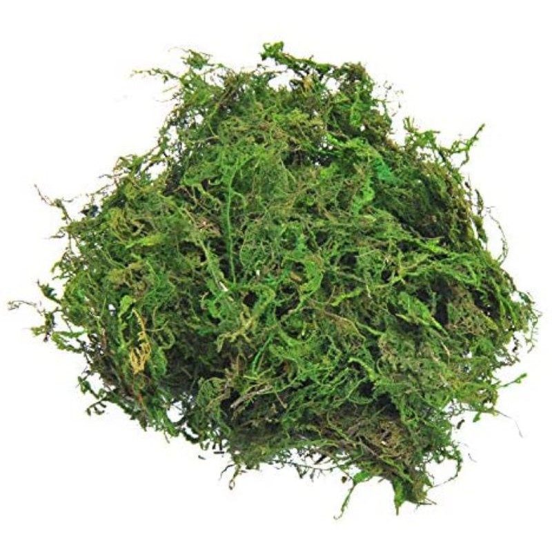 🔥Ready Stock🔥Dried Moss (Pack of 100G)Forest Moss | Shopee Malaysia