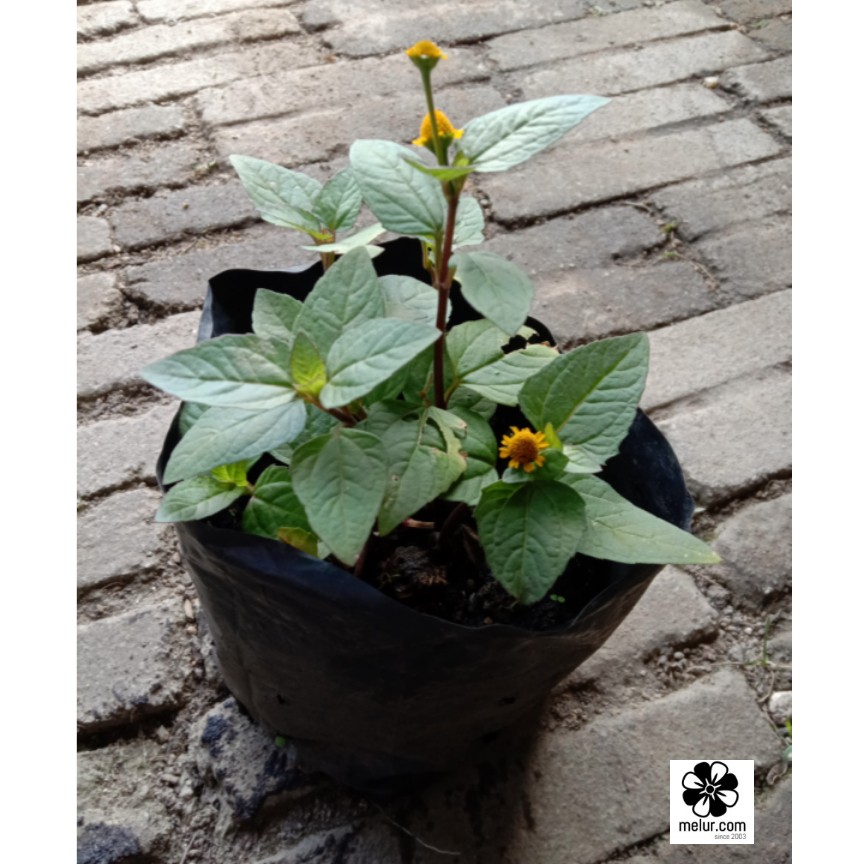 ANOR - Sthenodesme Temtanara Sapling / Anak Pokok Subang Nenek (Butang ...