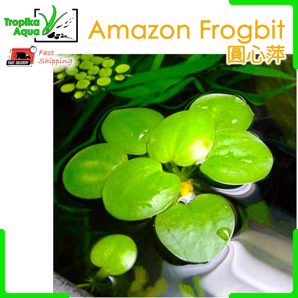 Amazon Frogbit (Limnobium laevigatum) 圓心萍 - aquarium aqua plant ...