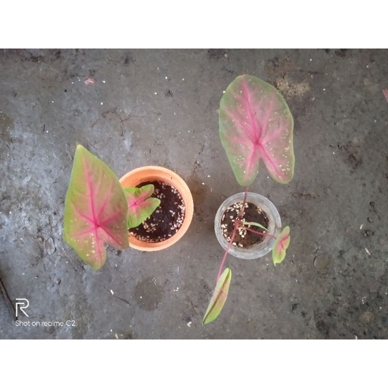 Anak pokok keladi Mirzani/real plant | Shopee Malaysia