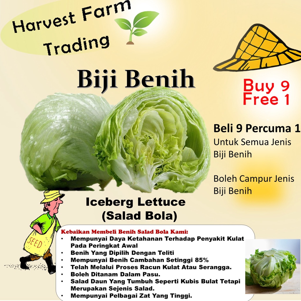Biji Benih Salad Bulat 200Pcs +- Iceberg Lettuce Seeds 结球生菜种子四季耐热蔬菜种子 ...