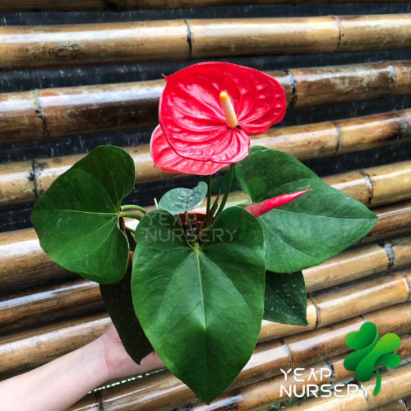 LACELEAF ANTHURIUM RED_INDOOR PLANT | Shopee Malaysia