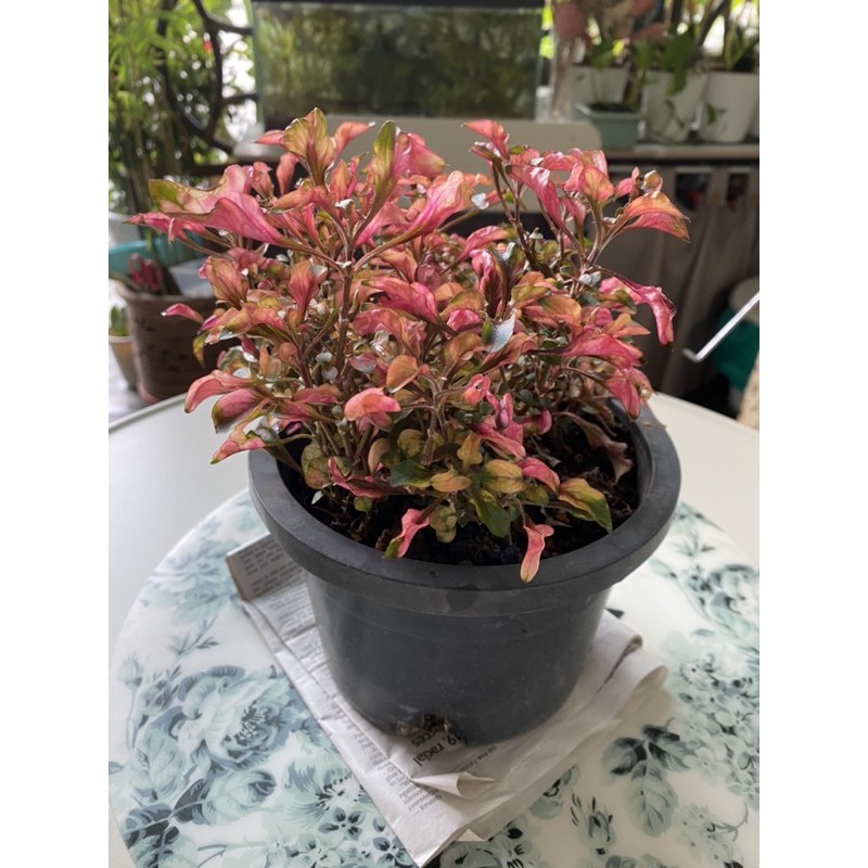 Real Outdoor Plant : Alternanthera Ficoidea Red / Alternanthera ...