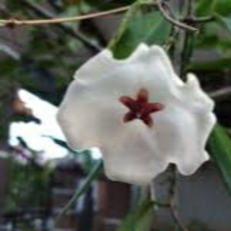 Hoya patella white limited stock #real plant #rare plant . | Shopee ...