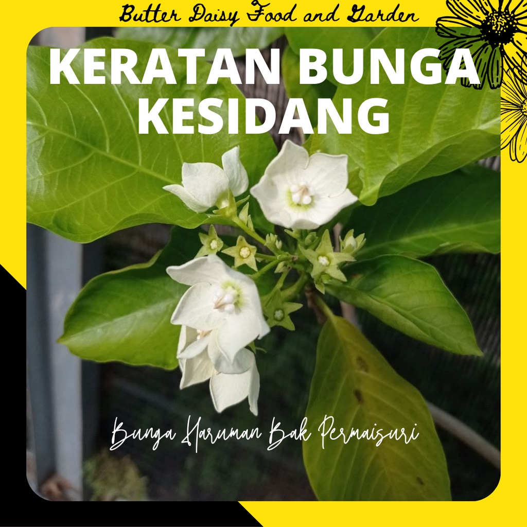 Keratan batang bunga kesidang / tikar seladang / Vallaris glabra ...