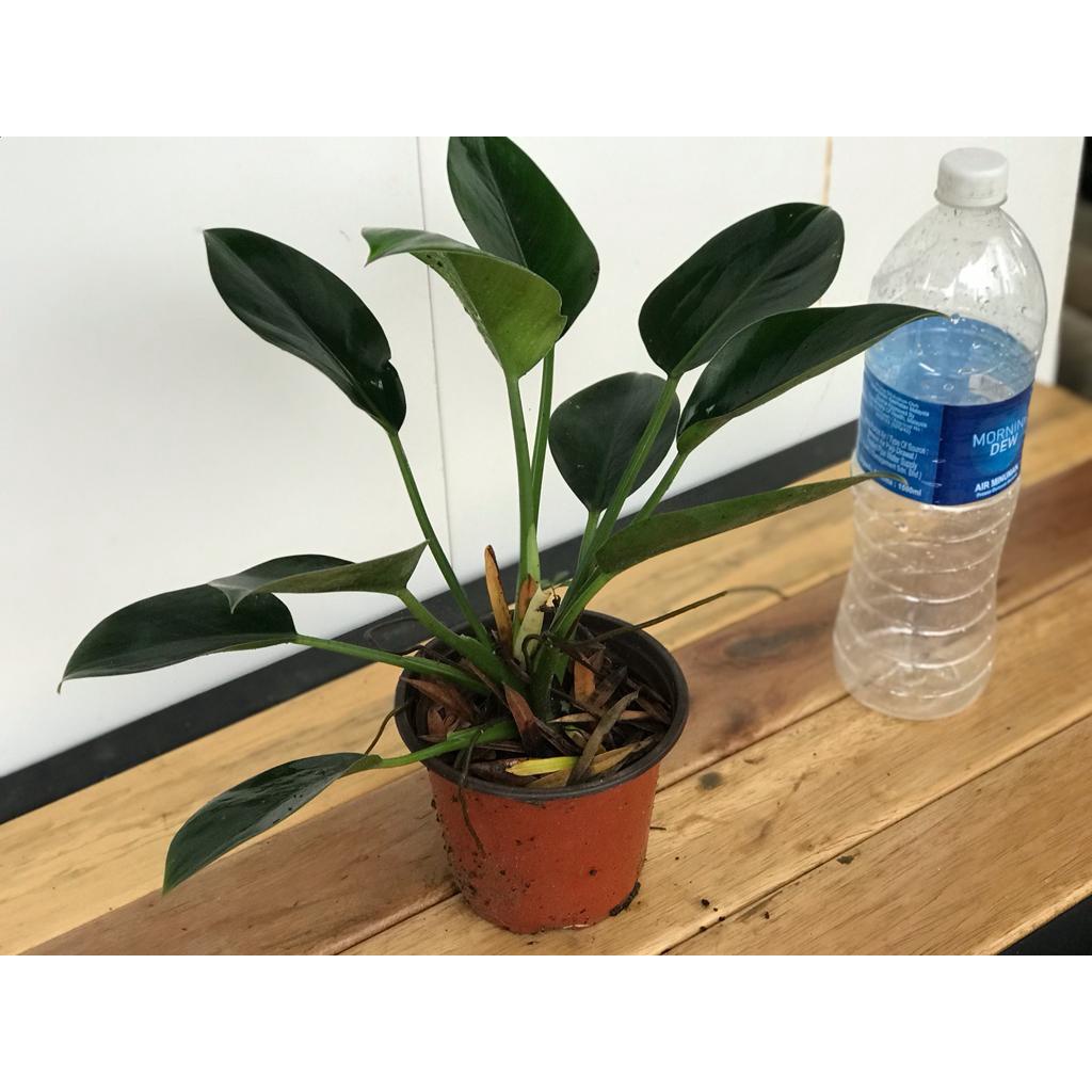 PHILODENDRON/PHILO APPLE CONGO (READY STOCK) | Shopee Malaysia