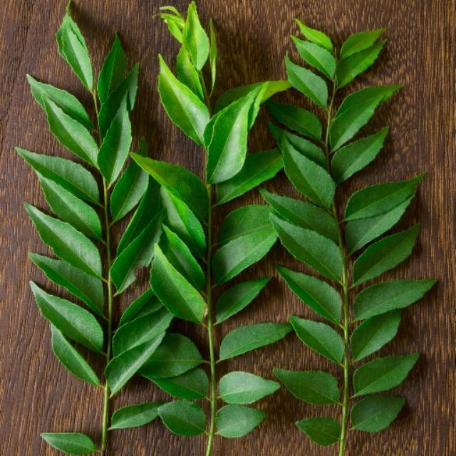 Organic Grade Curry Leaf most fragrance grade/ Leaves /Curry Leaf ...