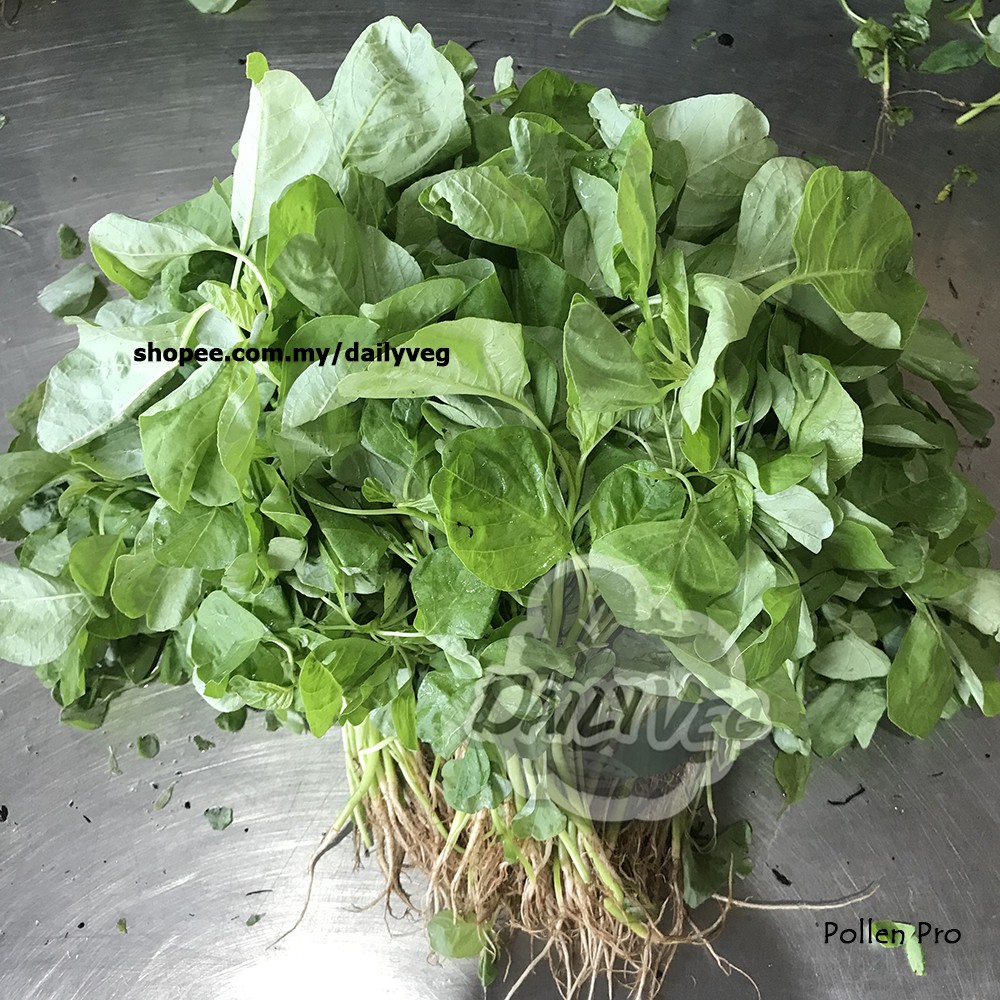 Vege Seed : Green Amaranth (+ / - 5000 Seeds) 圆叶绿苋菜 婉仔苋种子 Biji Benih ...