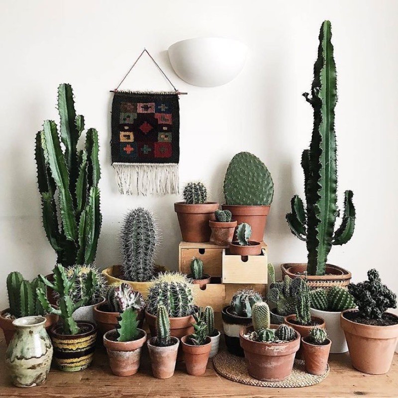 🌵Cactus🌵cactus plant 🌵 | Shopee Malaysia