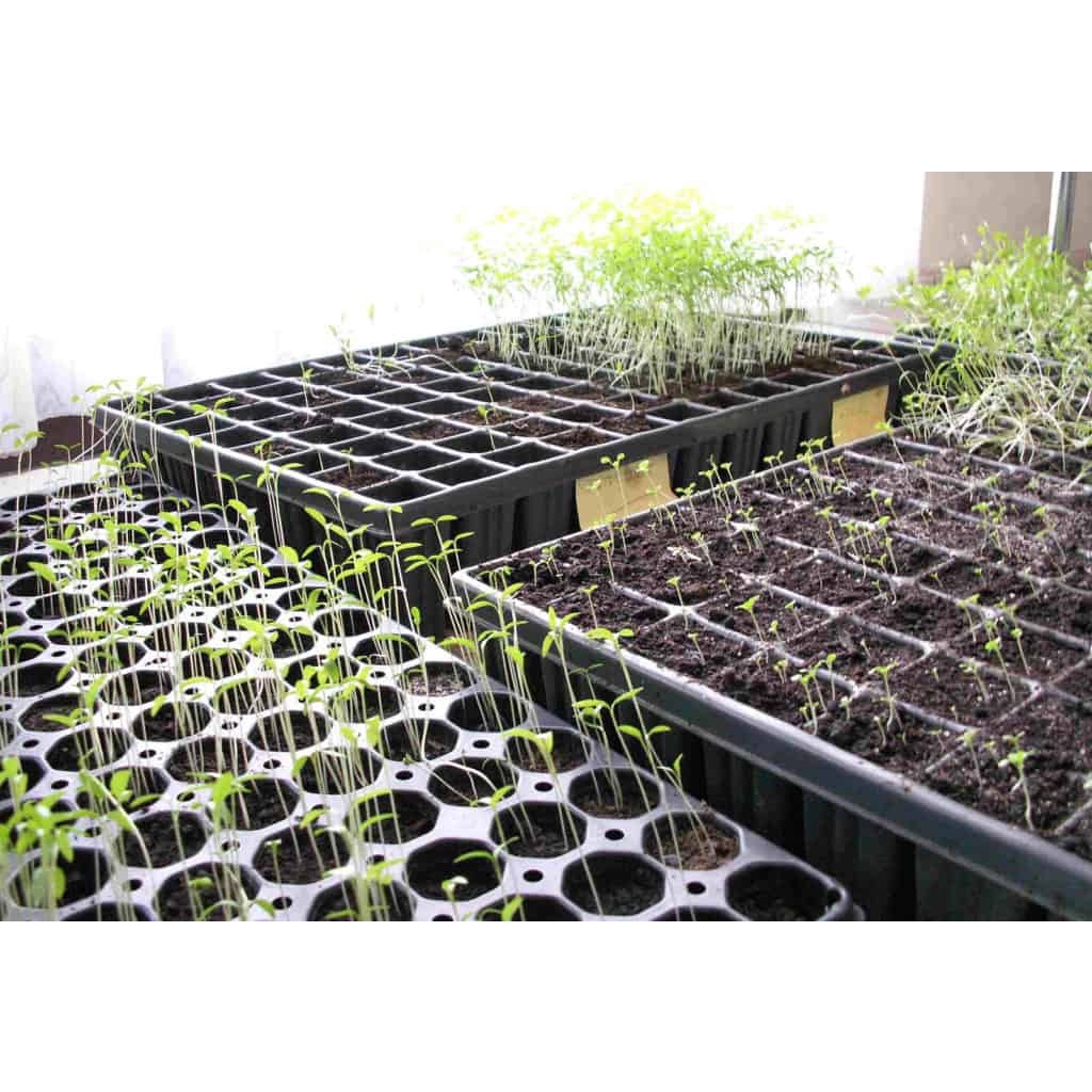 seedling tray semaian benih 1pcs bekas semaian biji benih tapak semaian ...