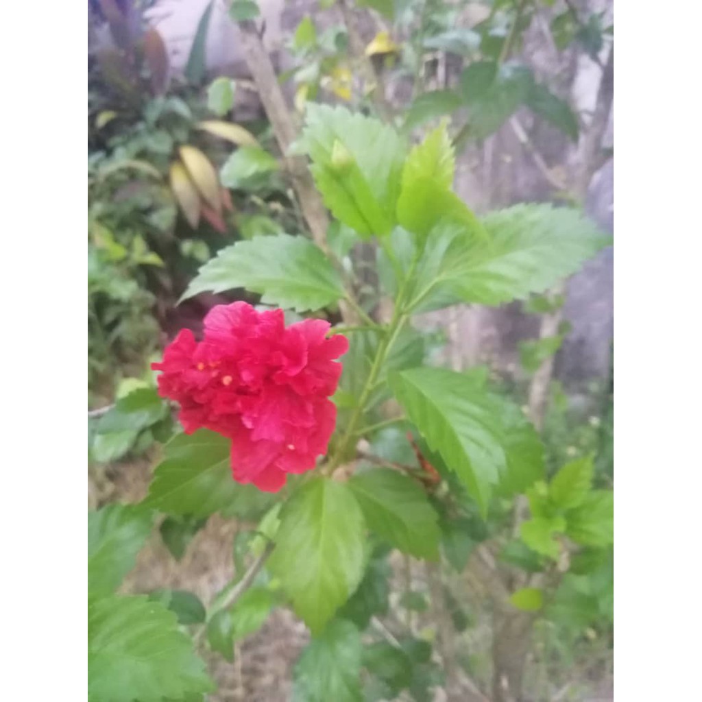 Anak pokok Bunga Raya Berbunga merah. | Shopee Malaysia