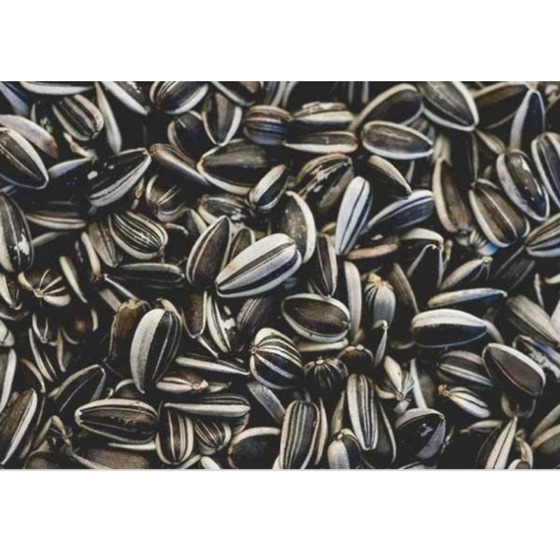 kuaci/sunflowerseed/biji bunga matahari burung & parrot | Shopee Malaysia